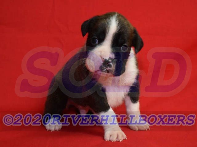 Riverhillboxers.com - Puppies Available!