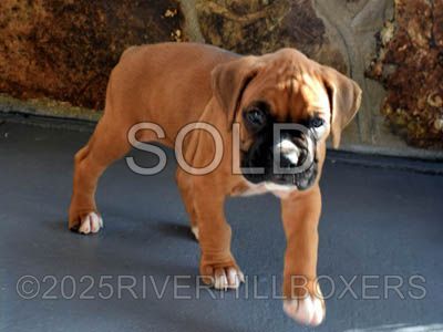 Riverhillboxers.com - Puppies Available!